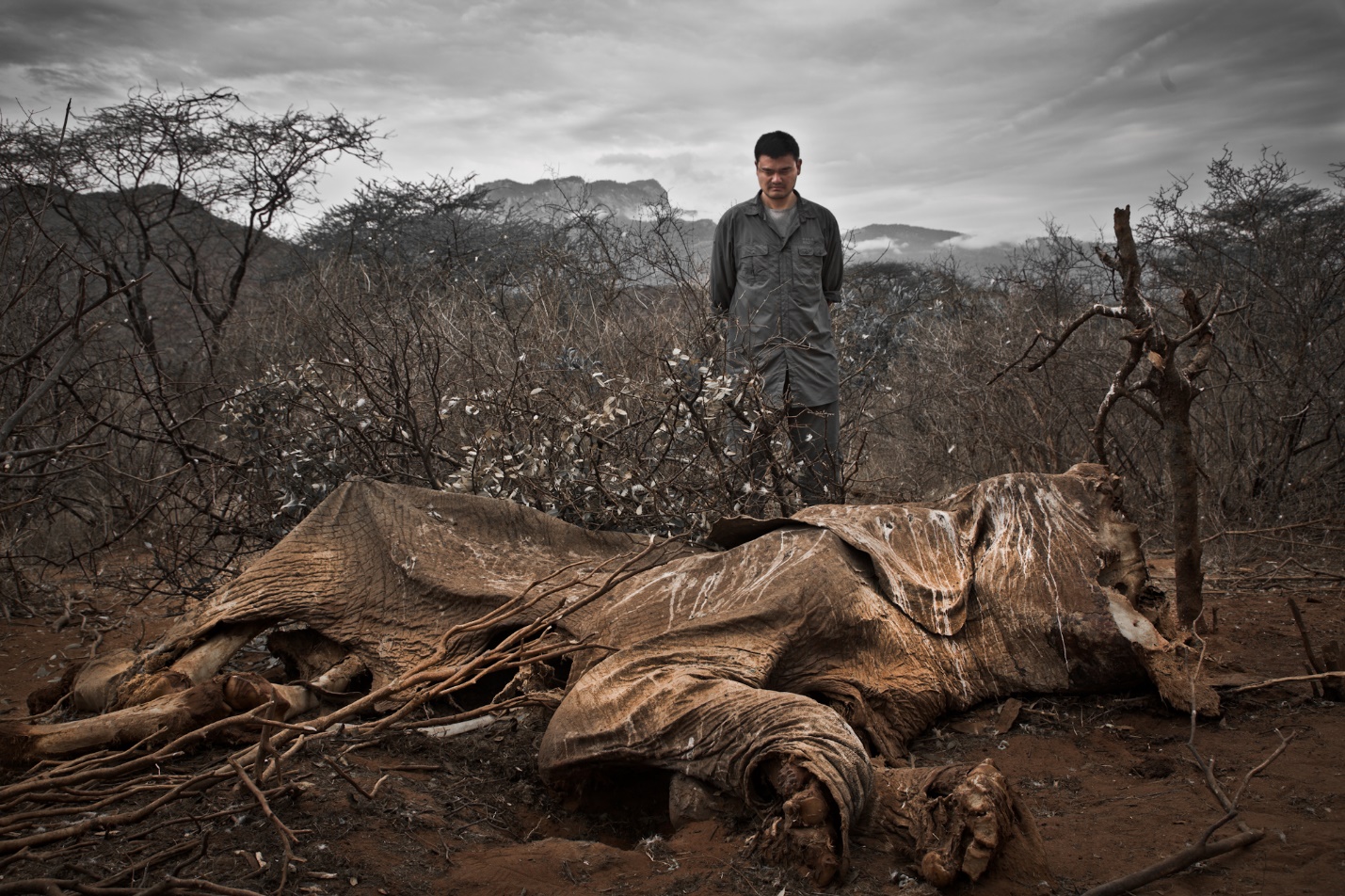 Research to the Rescue: Saving Elephants from Extinction - GlobeScan ...