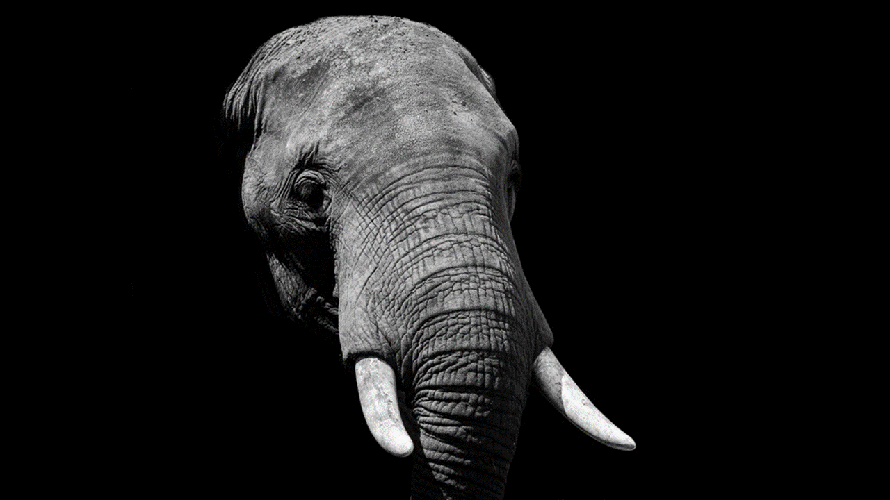 Report: Demand for Elephant Ivory in China Drops to Lowest Level Since ...